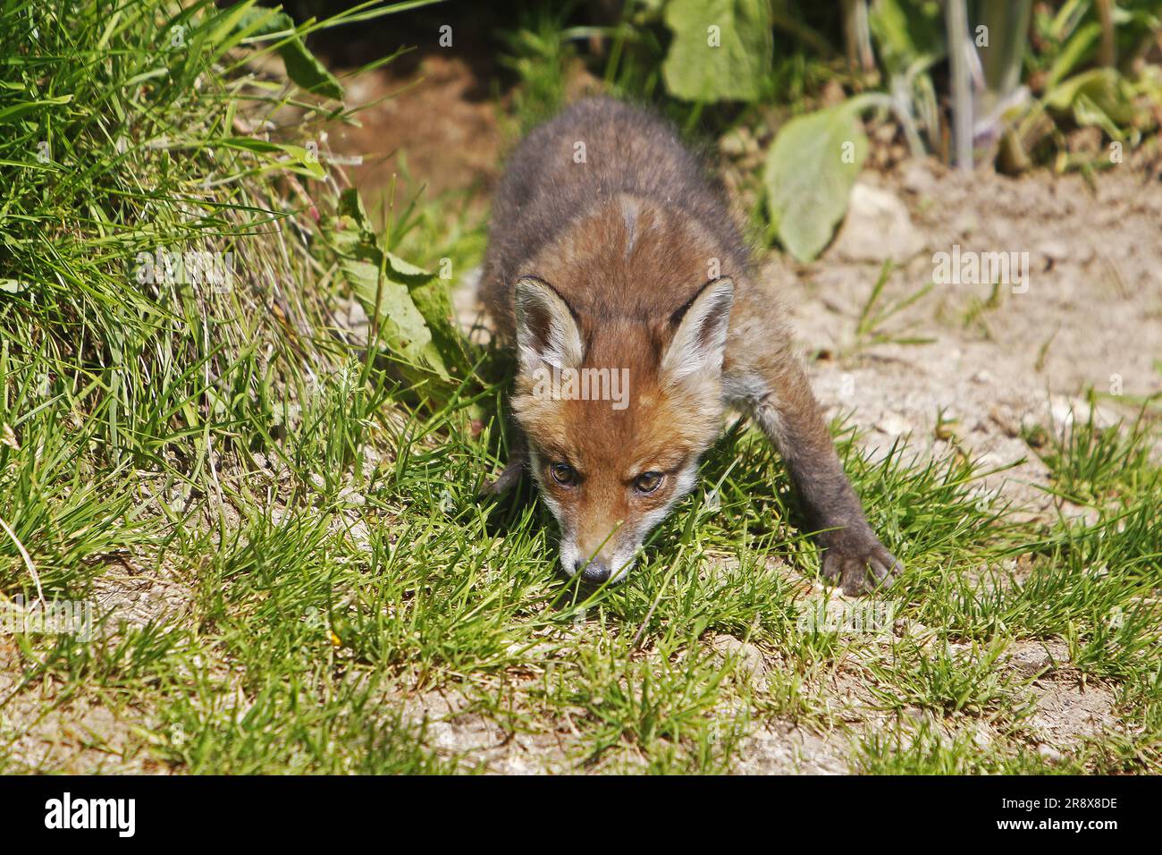 Red Fox, vulpes vulpes, Pup smelling, Normandy in France Stock Photo ...
