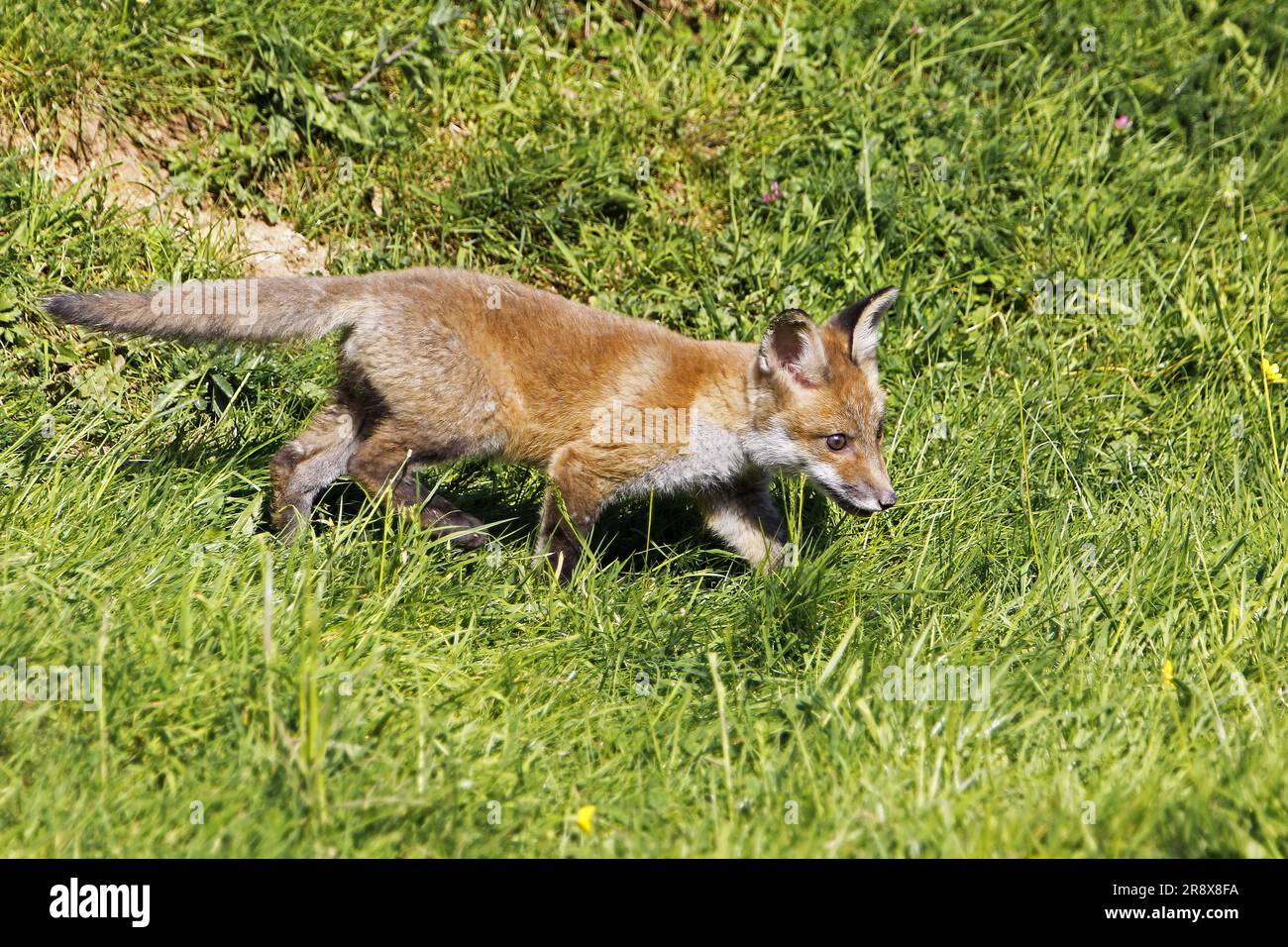 Red Fox, vulpes vulpes, Pup walking, Normandy in France Stock Photo - Alamy