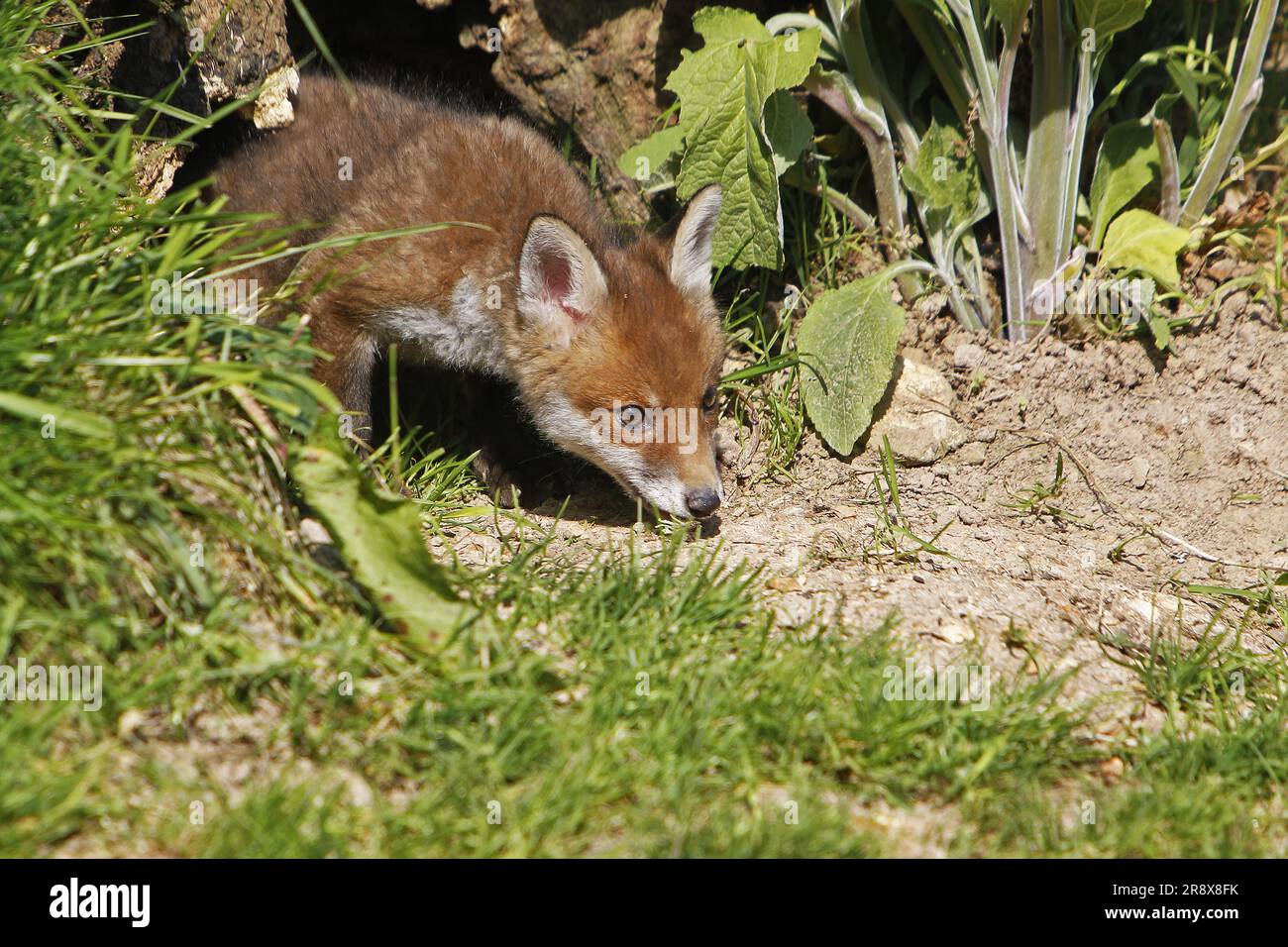 Red fox vulpes vulpes smelling hi-res stock photography and images - Alamy
