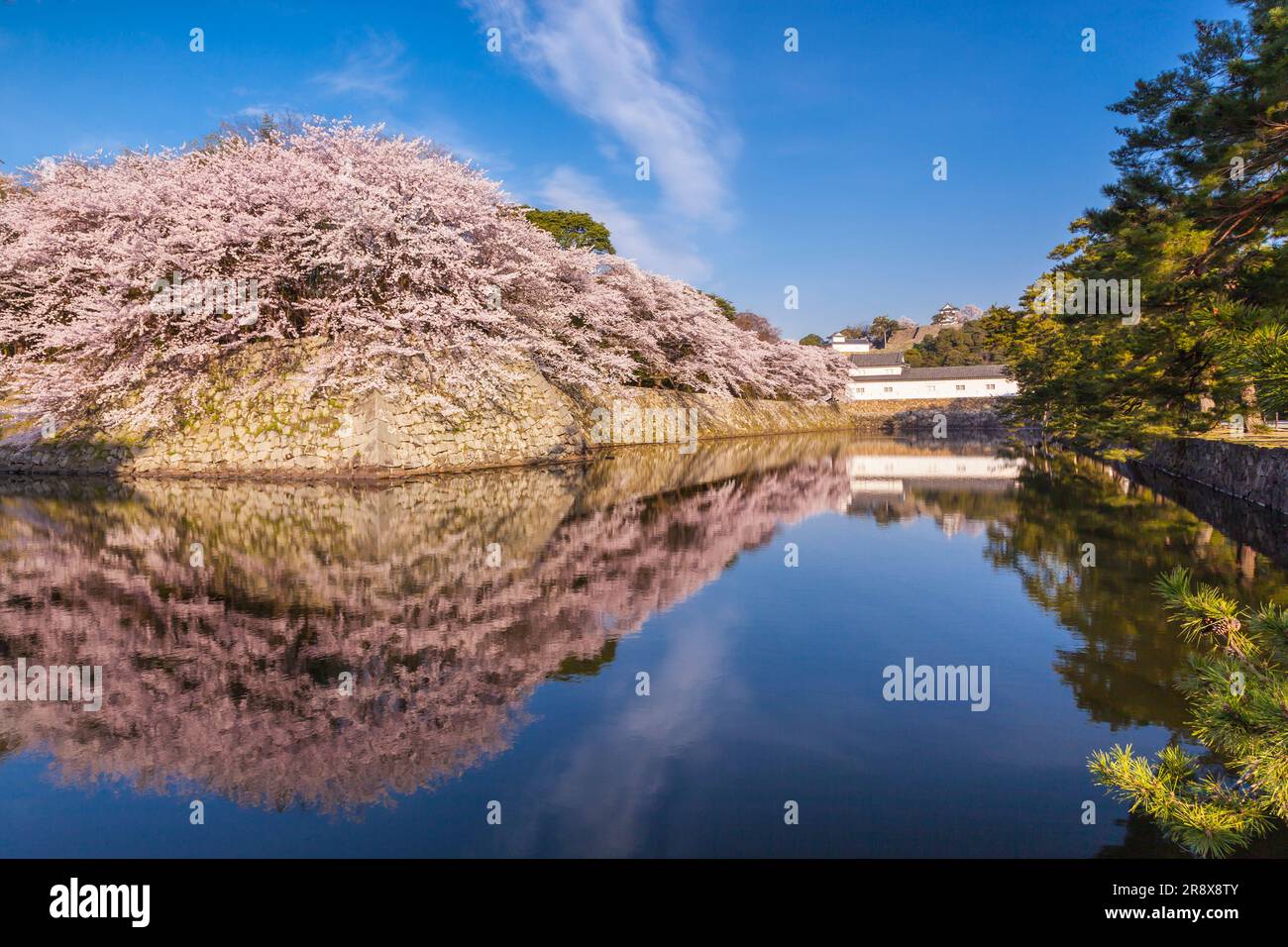 Hikonejo hi-res stock photography and images - Alamy