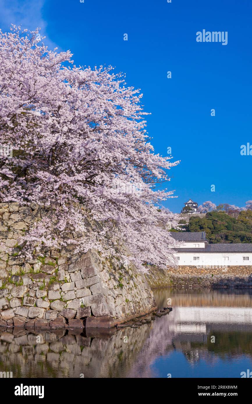 Hikonejo castle with bloomed cherry blossoms Stock Photo - Alamy