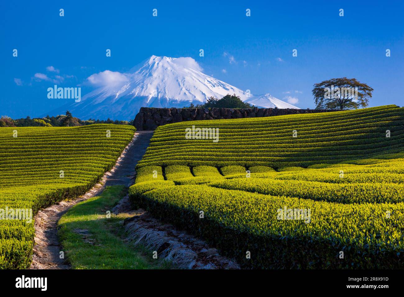 Tea Plantations and Mount Fuji Stock Photo - Alamy