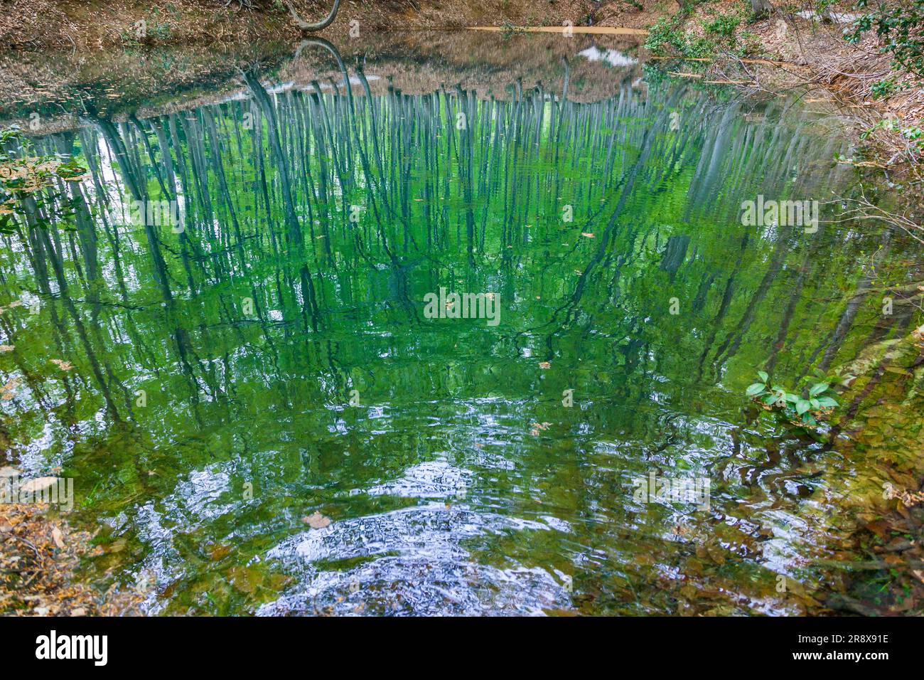 Beech forest reflected on the water Stock Photo - Alamy