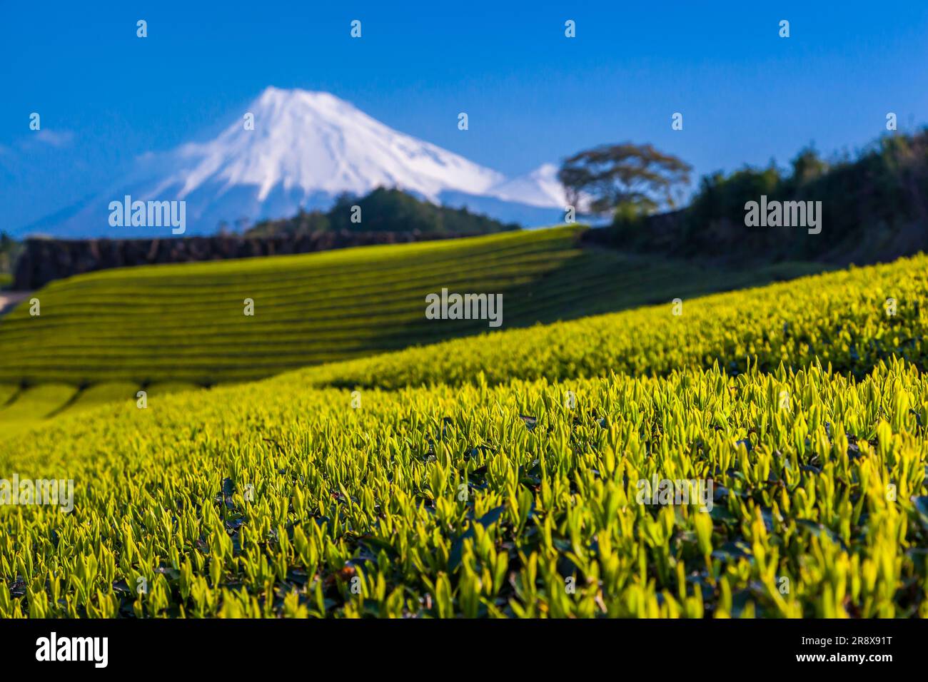 Japanese mountain tea hi-res stock photography and images - Alamy