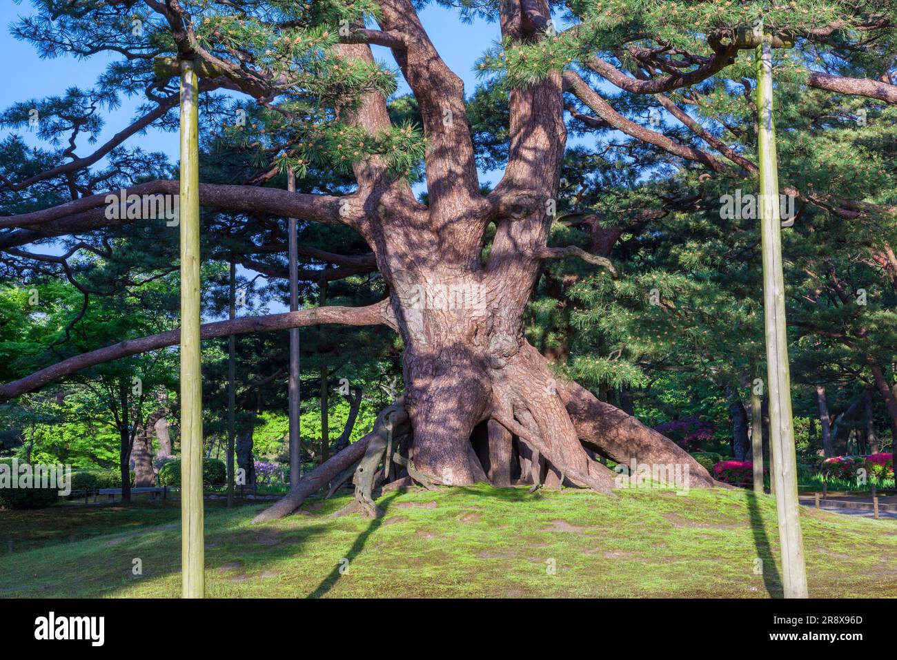 Negami pine tree in Kenrokuen Garden Stock Photo - Alamy
