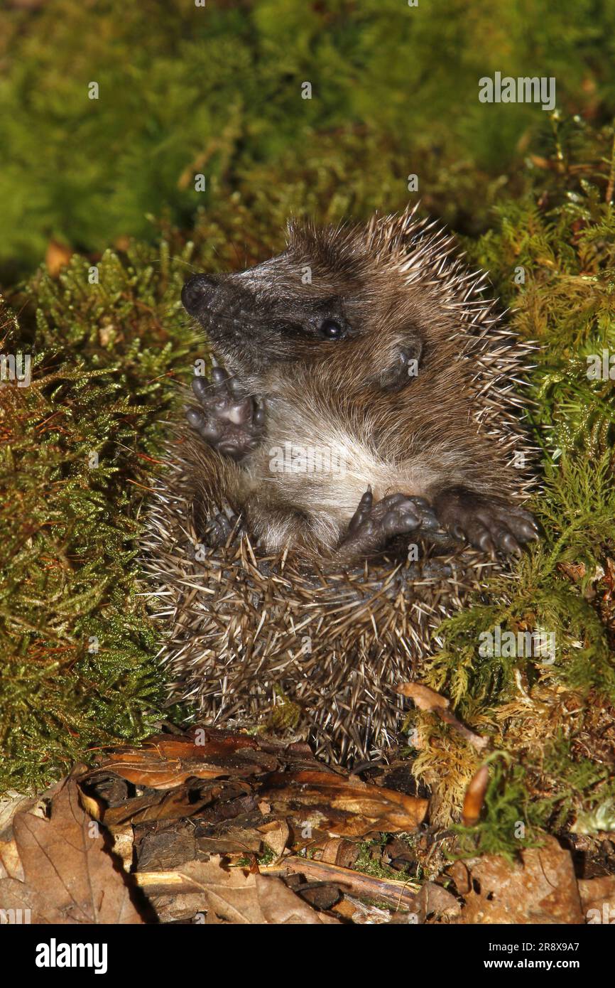 European Hedgehog, erinaceus europaeus, Adult Curled Up on Fallen ...