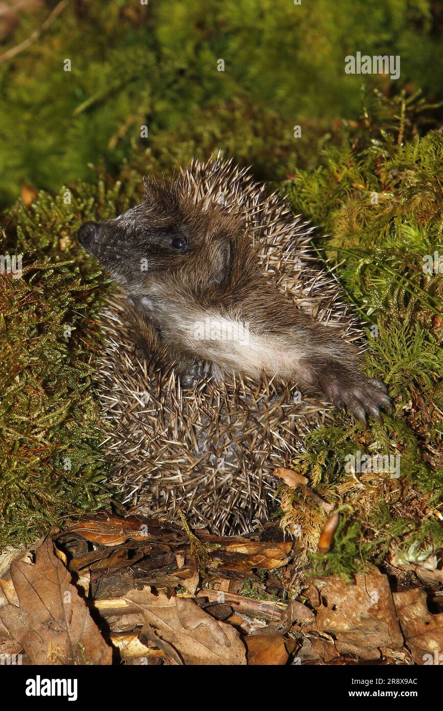 European Hedgehog, erinaceus europaeus, Adult Curled Up on Fallen ...
