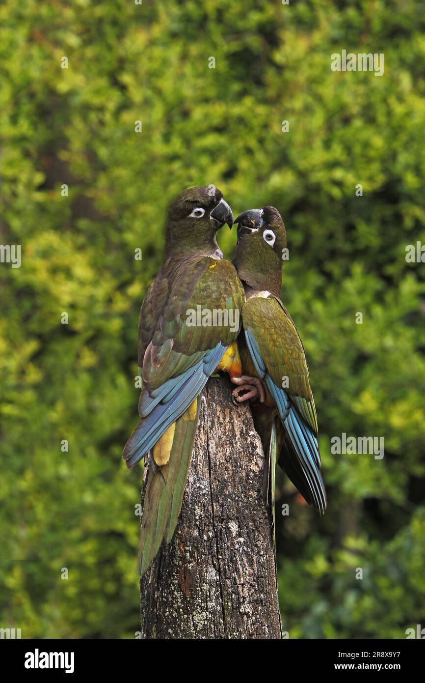 Patagonian Conure or Burrowing Parakeet, cyanoliseus patagonus bloxami ...