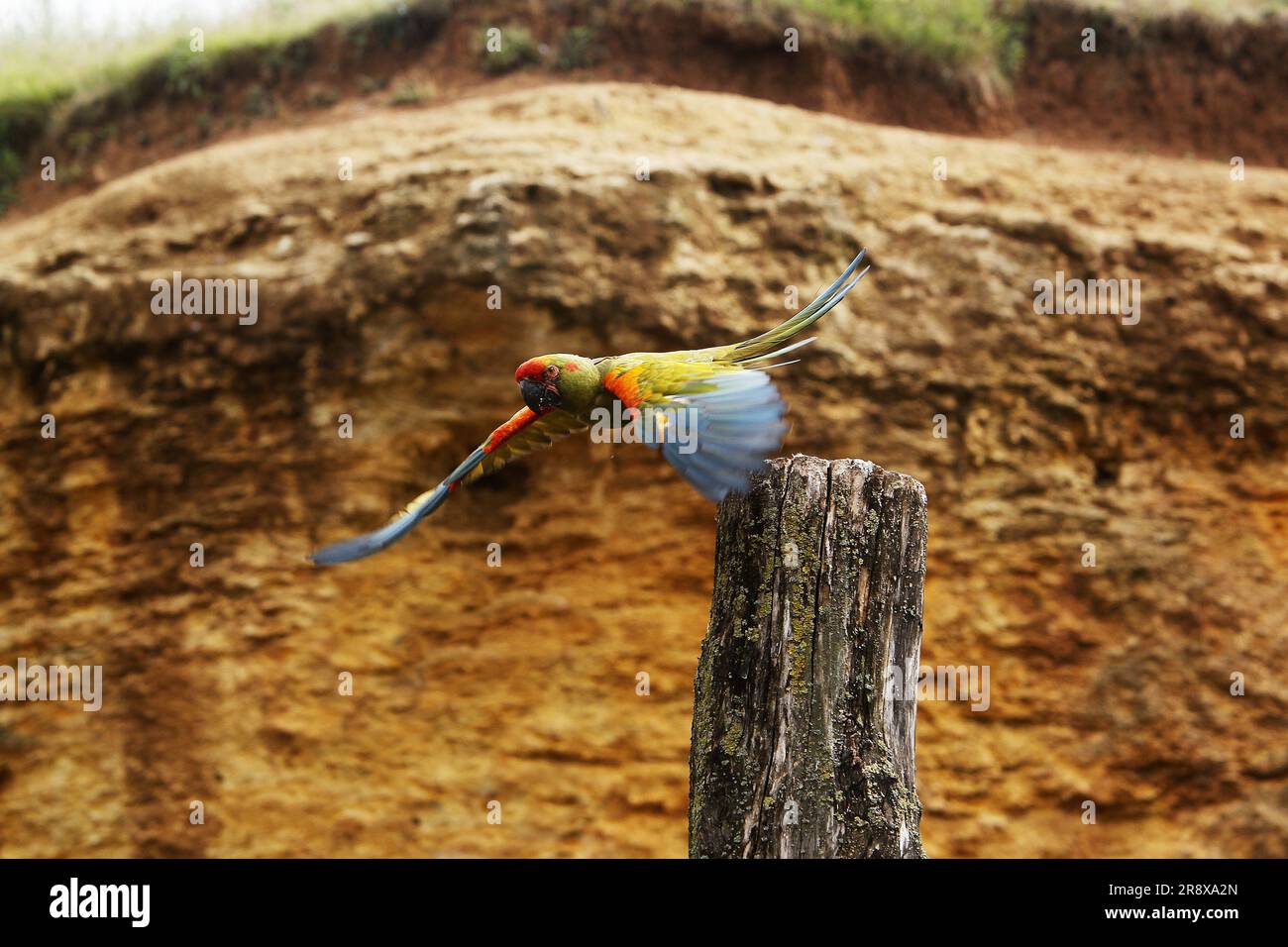 Red-fronted Macaw, ara rubrogenys, Adult in Flight, Taking off from ...