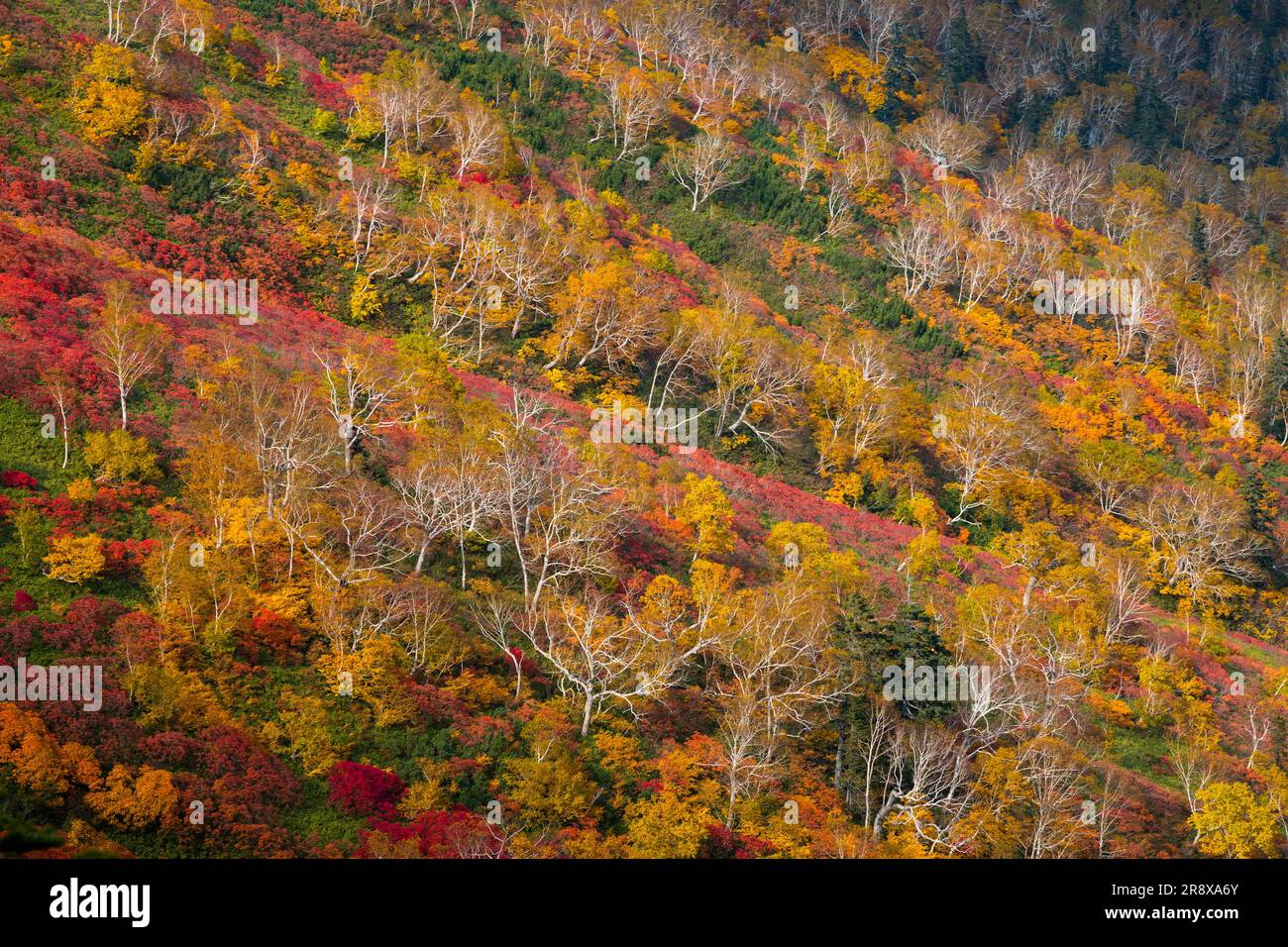 Autumn leaves of Akadake Ginsendai Stock Photo - Alamy
