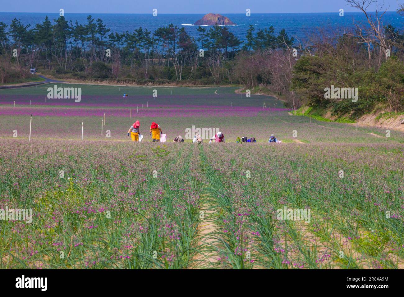 Rakkyo hi-res stock photography and images - Alamy