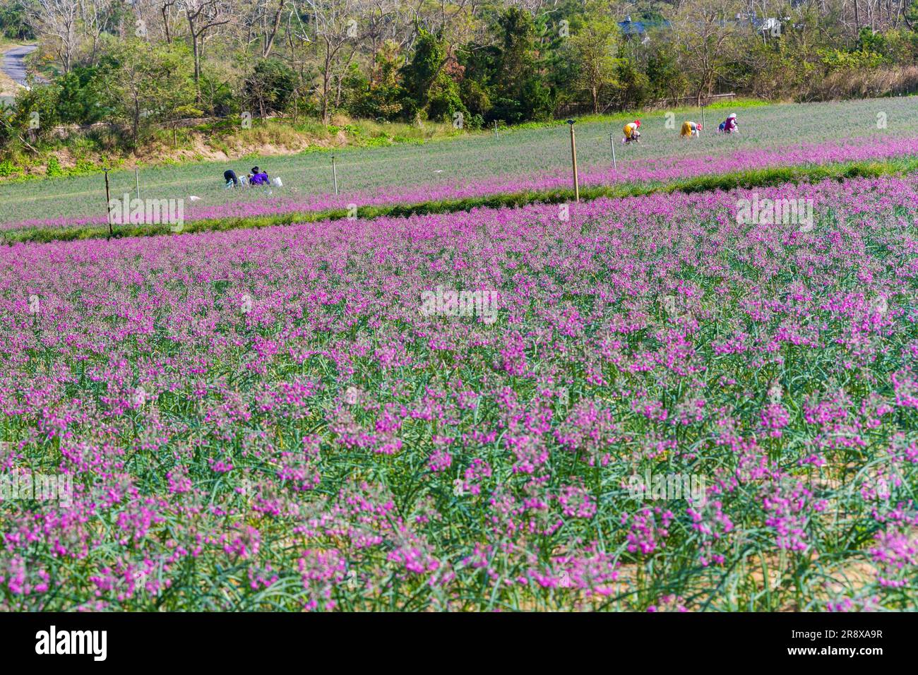 Rakkyo hi-res stock photography and images - Alamy