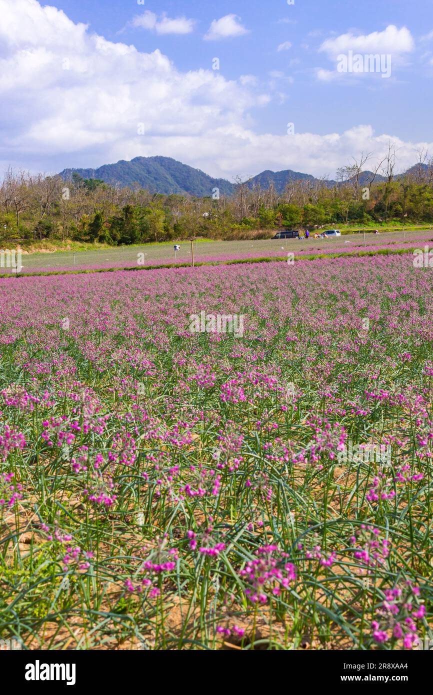 Field of rakkyo flowers Stock Photo - Alamy