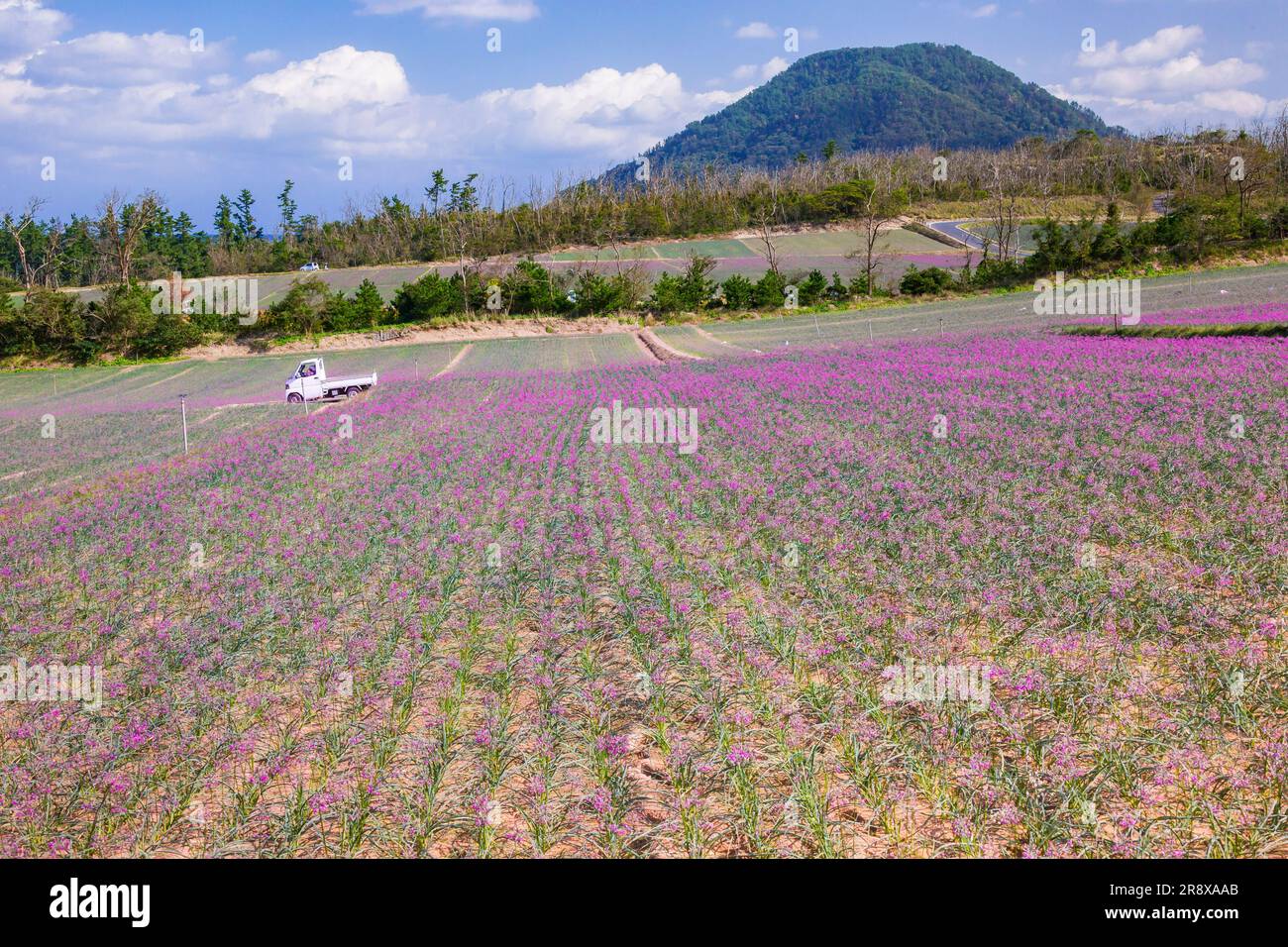 Field of rakkyo flowers Stock Photo - Alamy