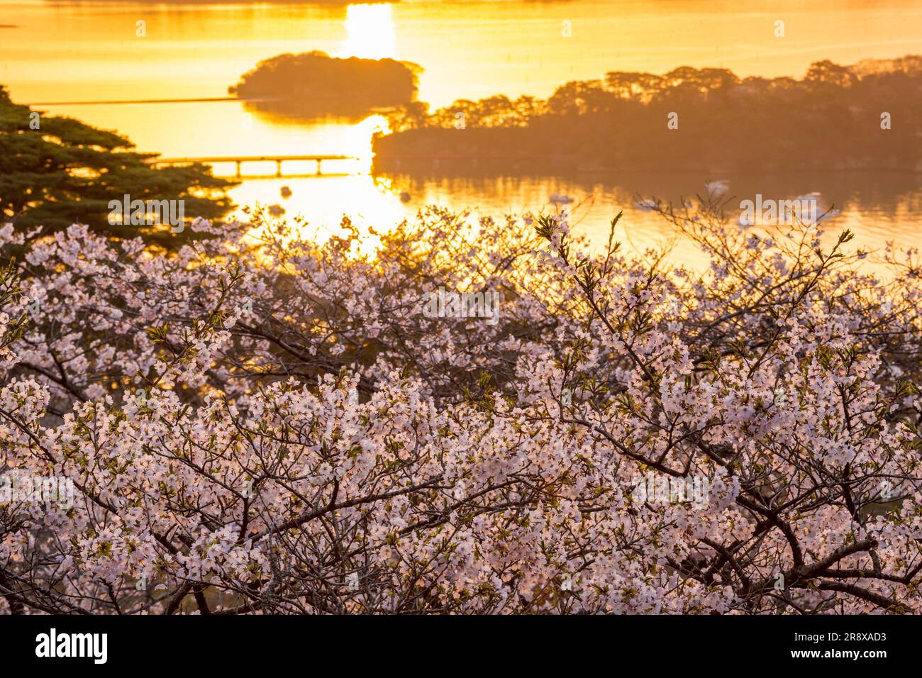 Matsushima in the morning when cherry blossoms are in bloom Stock Photo ...