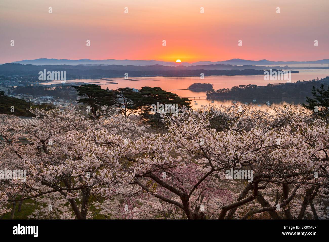 Matsushima in the morning when cherry blossoms are in bloom Stock Photo ...