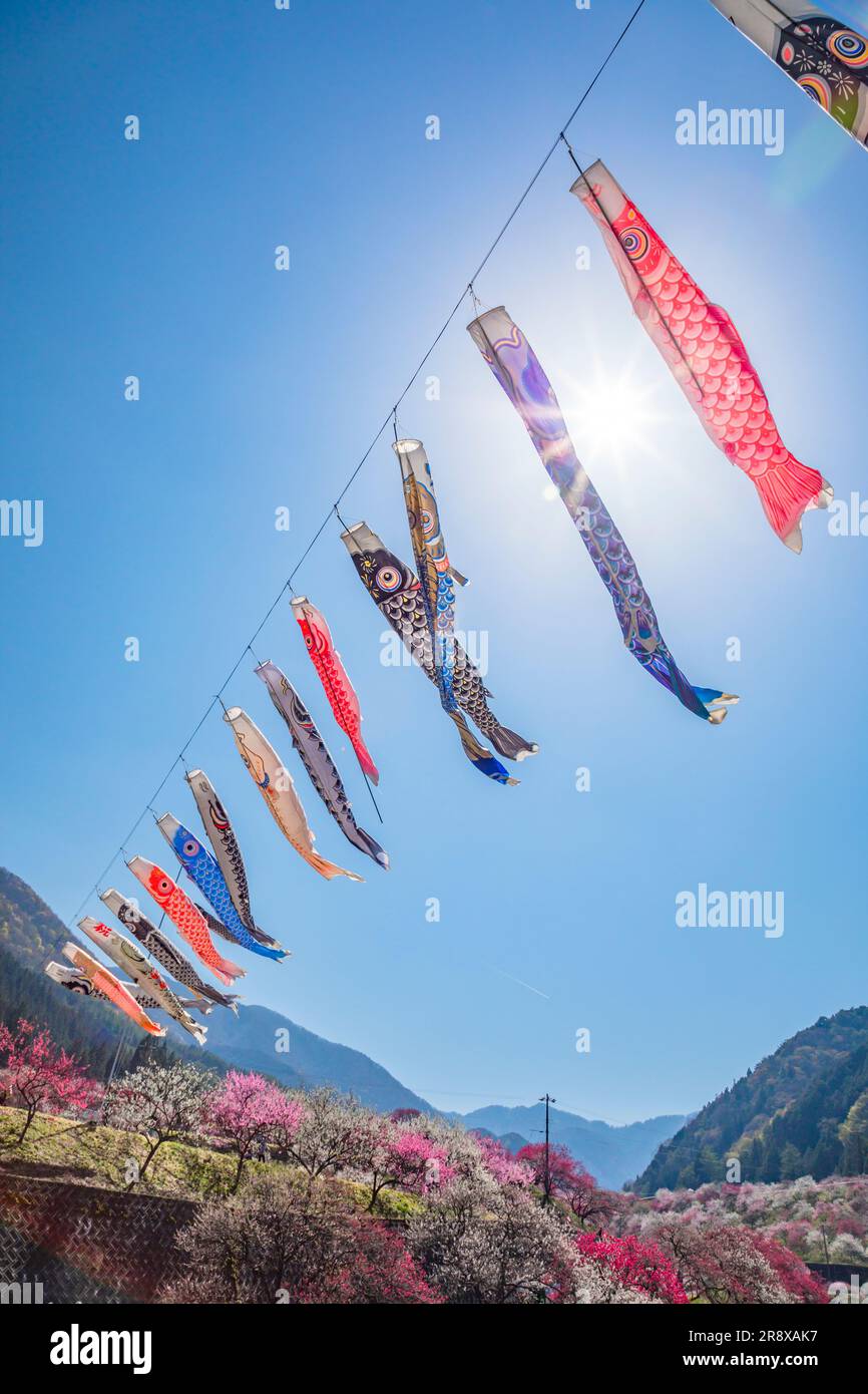 Carp streamers and river hi-res stock photography and images - Alamy
