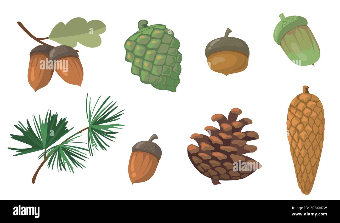 Acorns and pinecones set Stock Vector Image & Art - Alamy