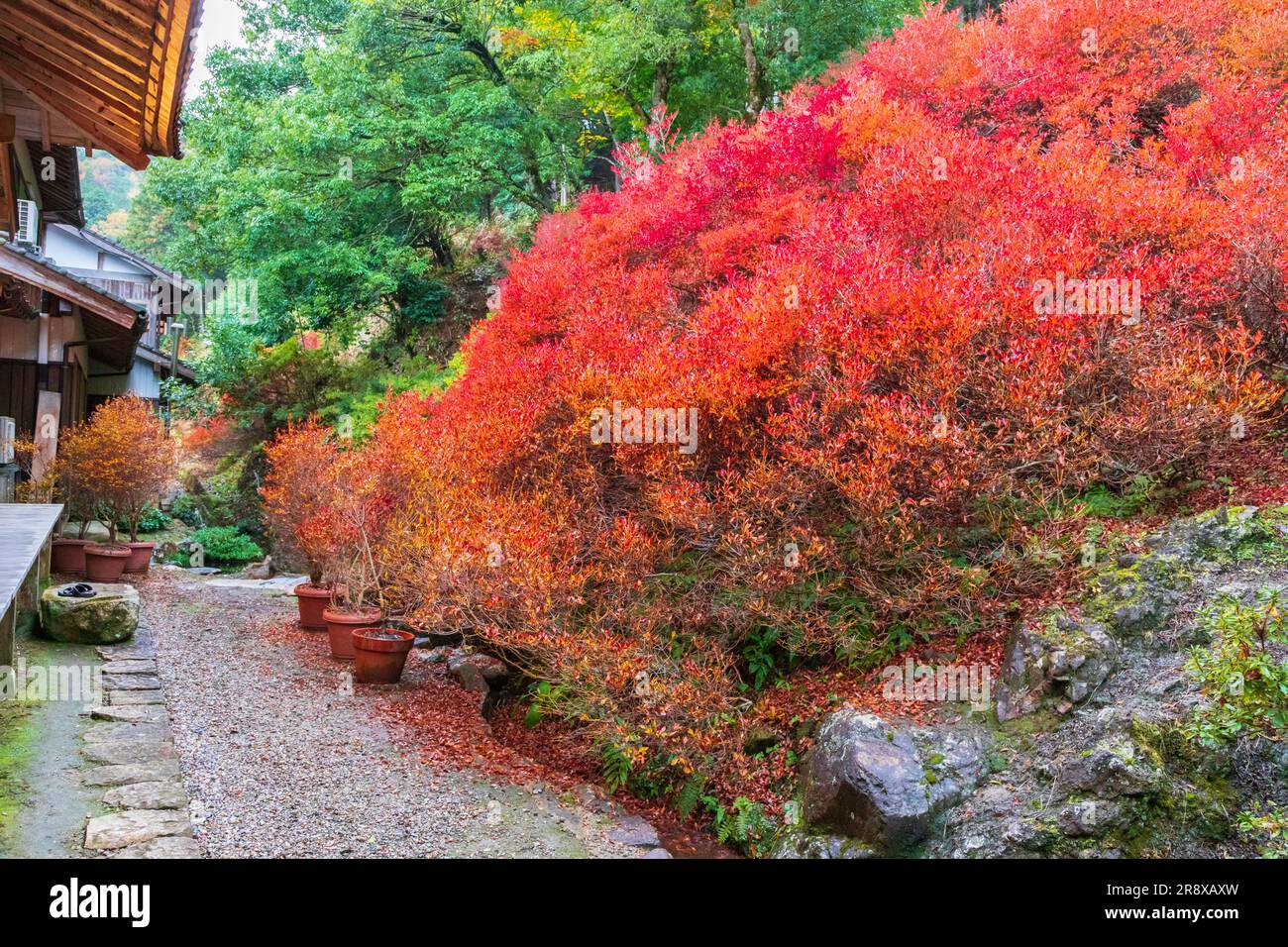 Dodan azalea at Angoku-ji Temple Stock Photo - Alamy