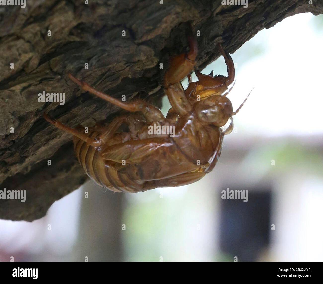 A file photo shows cicada's shell in Hino City, Tokyo on Aug. 26, 2022 ...