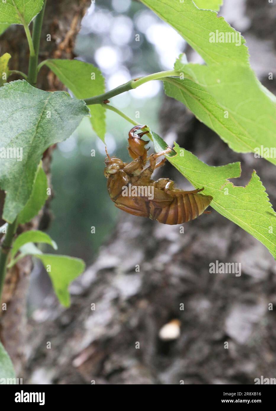 A file photo shows cicada's shell in Hino City, Tokyo on Aug. 26, 2022 ...