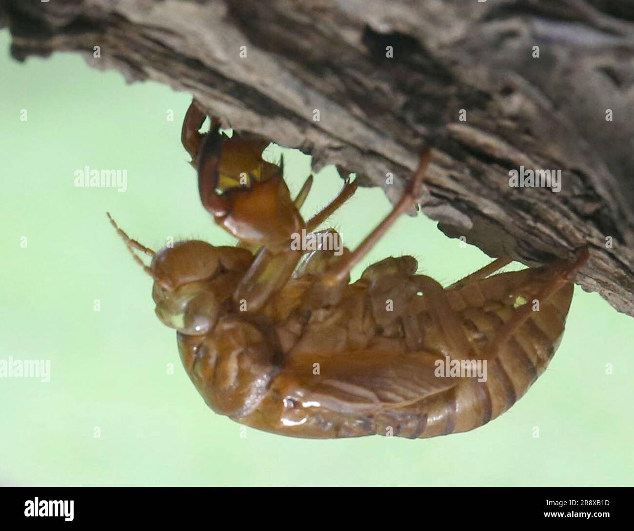 A file photo shows cicada's shell in Hino City, Tokyo on Aug. 26, 2022 ...