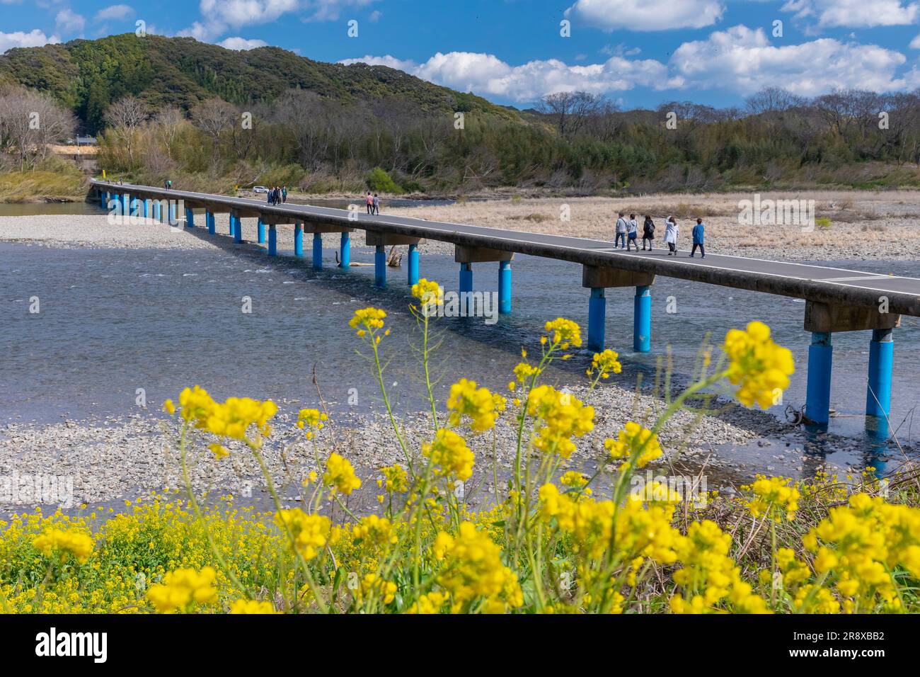 Rape blossoms and Sada's sunken bridge Stock Photo - Alamy