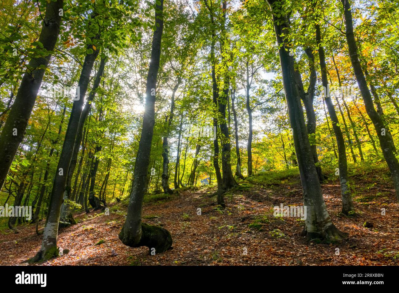 Cloudless warmy day in an natural park. Sun Rays make their way through ...