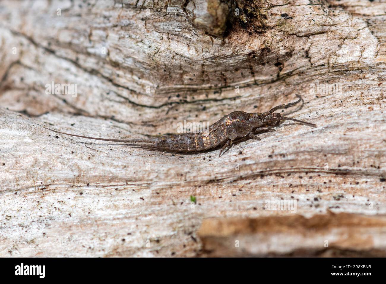 Small insects with elongated bodies hi-res stock photography and images ...