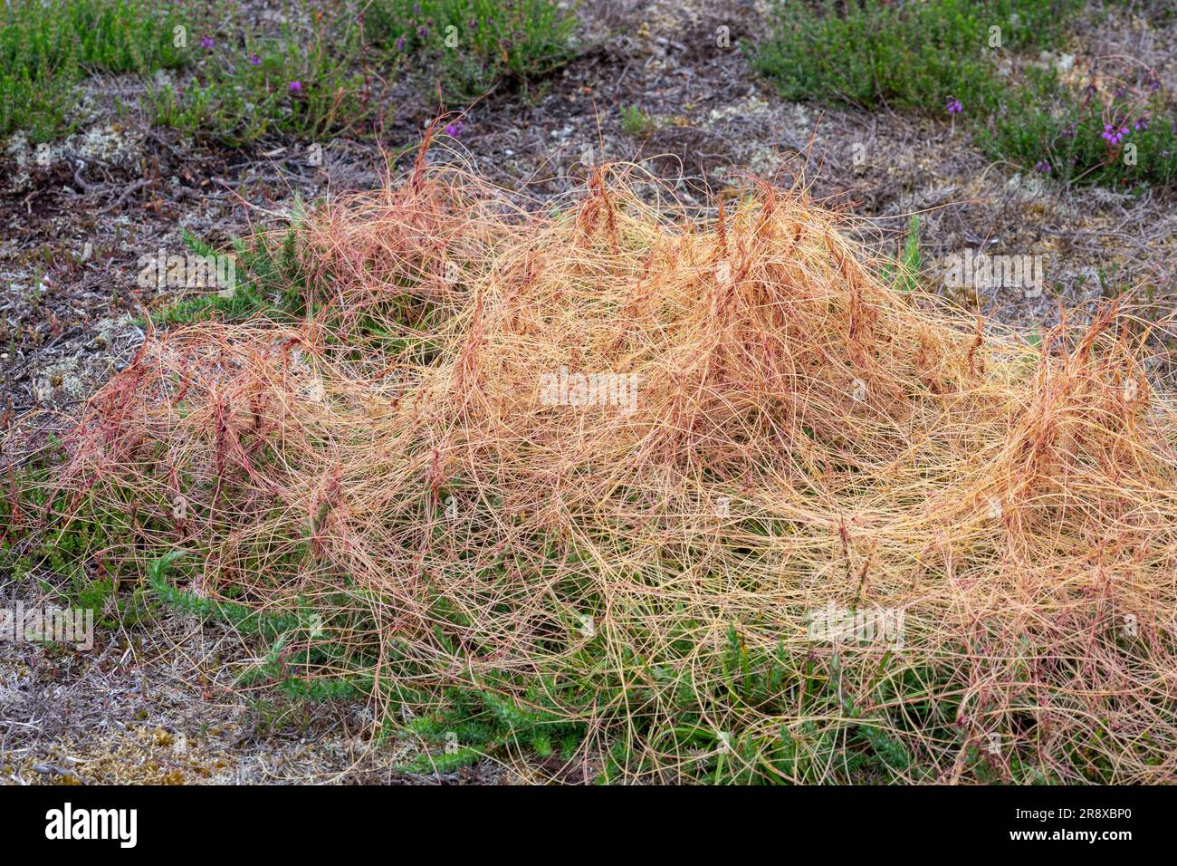 Common Dodder (Cuscuta epithymum), parasitic plant with red stems ...