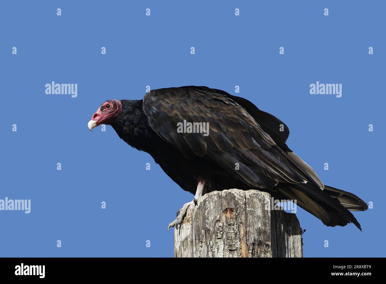 American turkey vulture hi-res stock photography and images - Alamy