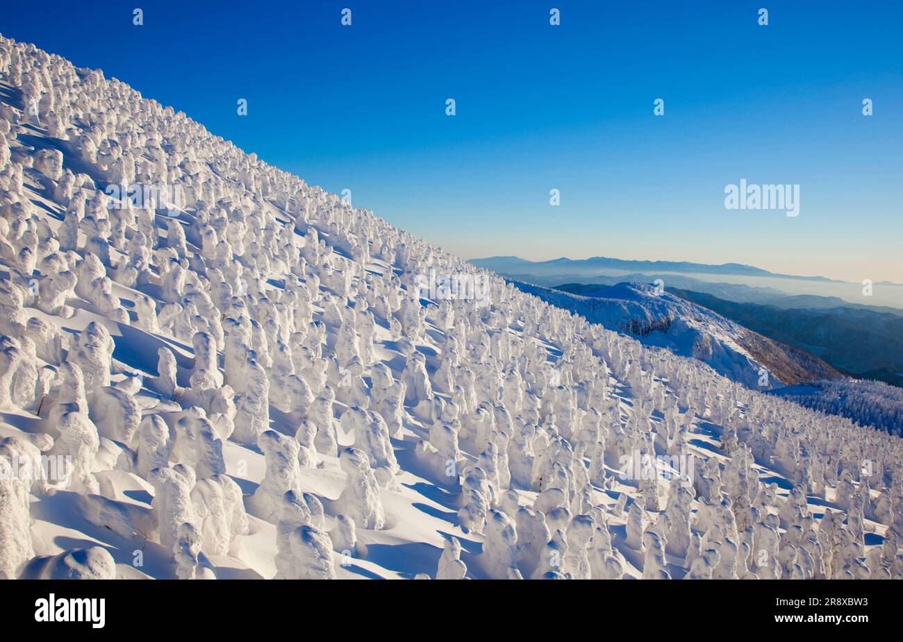 Trees on Mount Zao covered in frost Stock Photo - Alamy