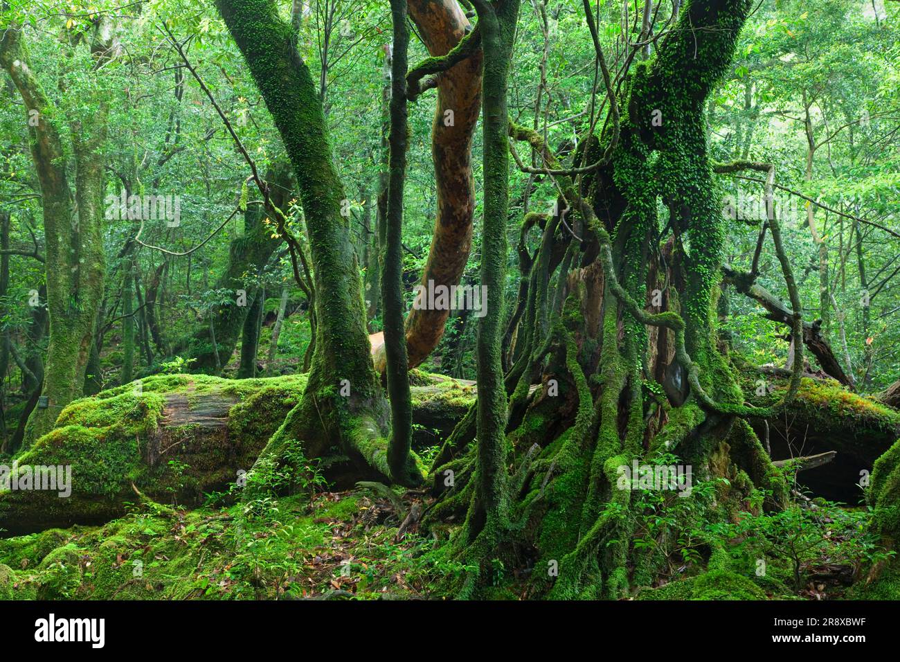 Primeval forest of Shiratani-unsui Gorge Stock Photo - Alamy