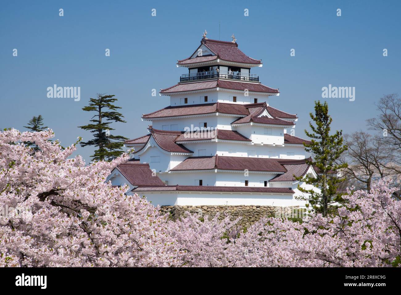 Fukushima japan cherry tree hi-res stock photography and images - Alamy