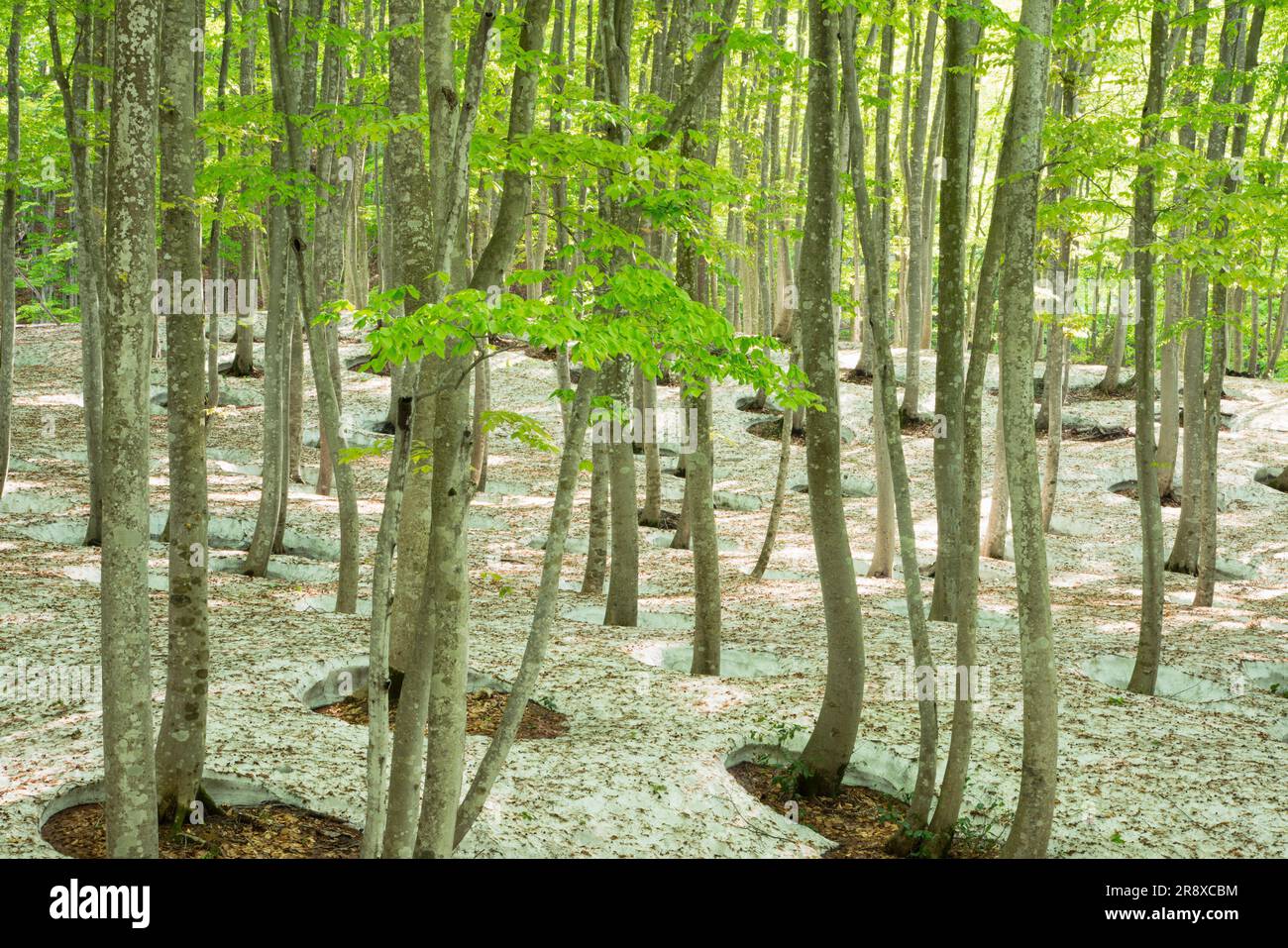 Japan summer forest hi-res stock photography and images - Alamy