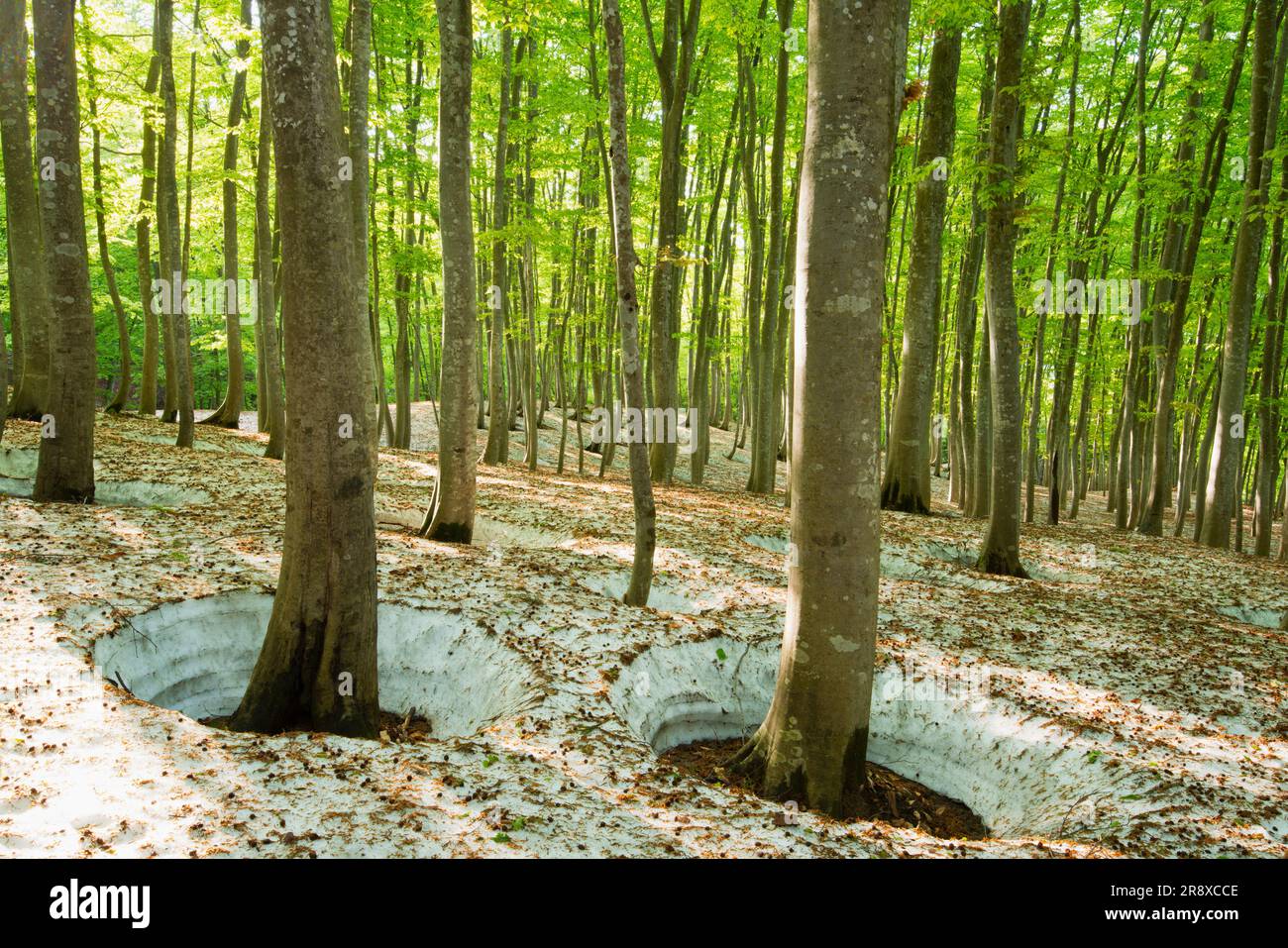 Japan summer forest hi-res stock photography and images - Alamy