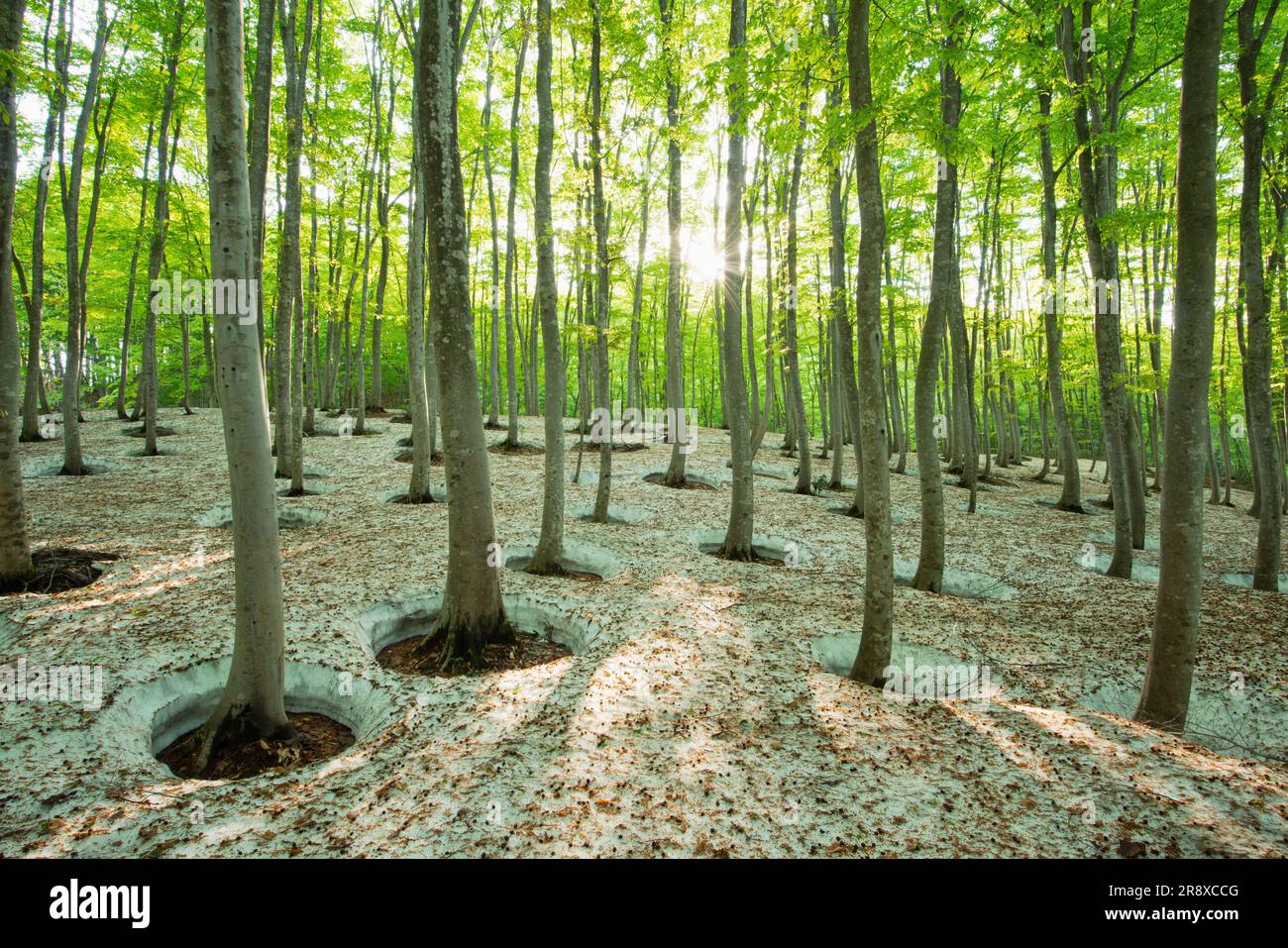 Bijinbayashi forest hi-res stock photography and images - Alamy