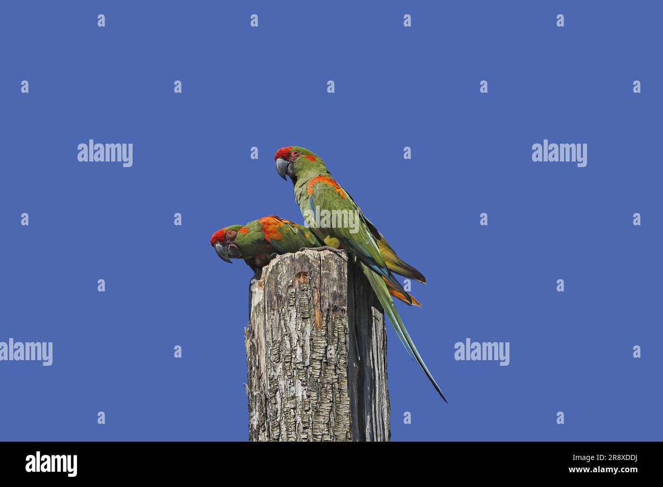 Red-fronted Macaw, ara rubrogenys, Pair standing on Post Stock Photo ...