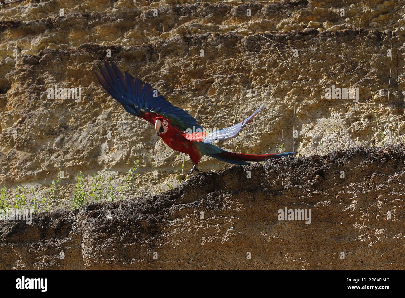 Red-and-Green Macaw, ara chloroptera, Adult in Flight Stock Photo - Alamy