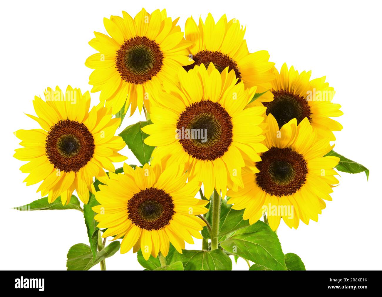 Group of Sunflowers on white Background Stock Photo - Alamy