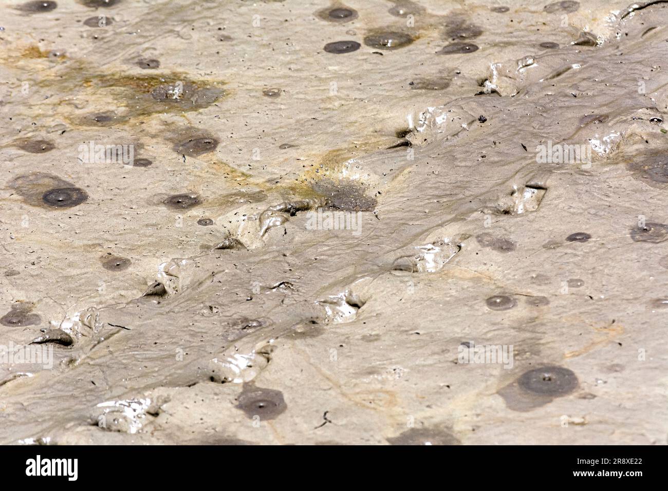 Bird tracks on the beach sand, in the Llobregat River Delta nature ...