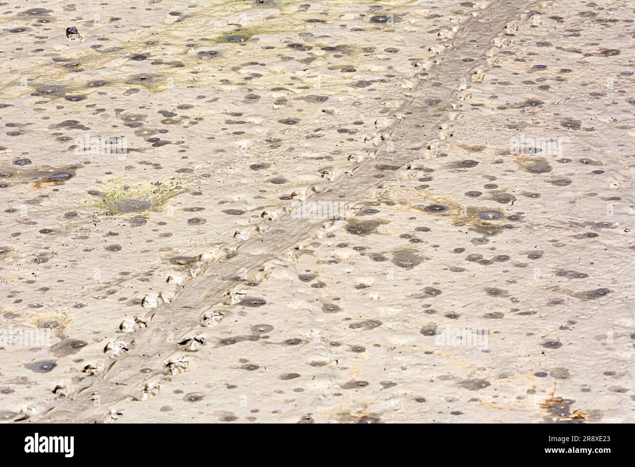 Bird tracks on the beach sand, in the Llobregat River Delta nature ...