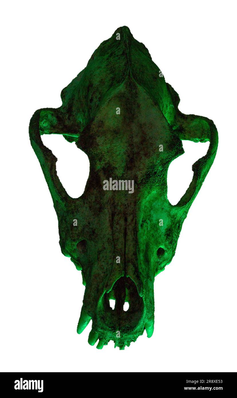 Isolated dog skull on white background. Dramatic lighting in colors ...