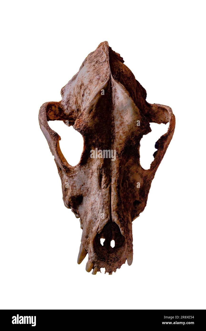 Cartoon Dog Skull And Crossbones