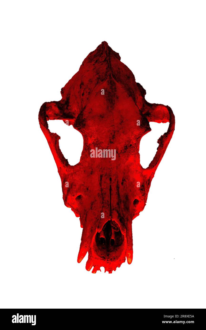 Wolf skull image hi-res stock photography and images - Alamy