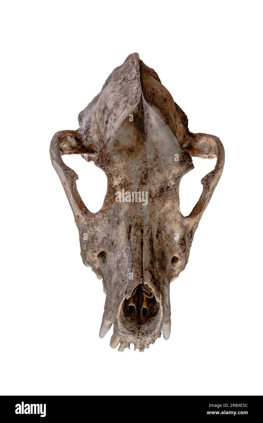 Isolated dog skull on white background. Standard lighting Stock Photo ...
