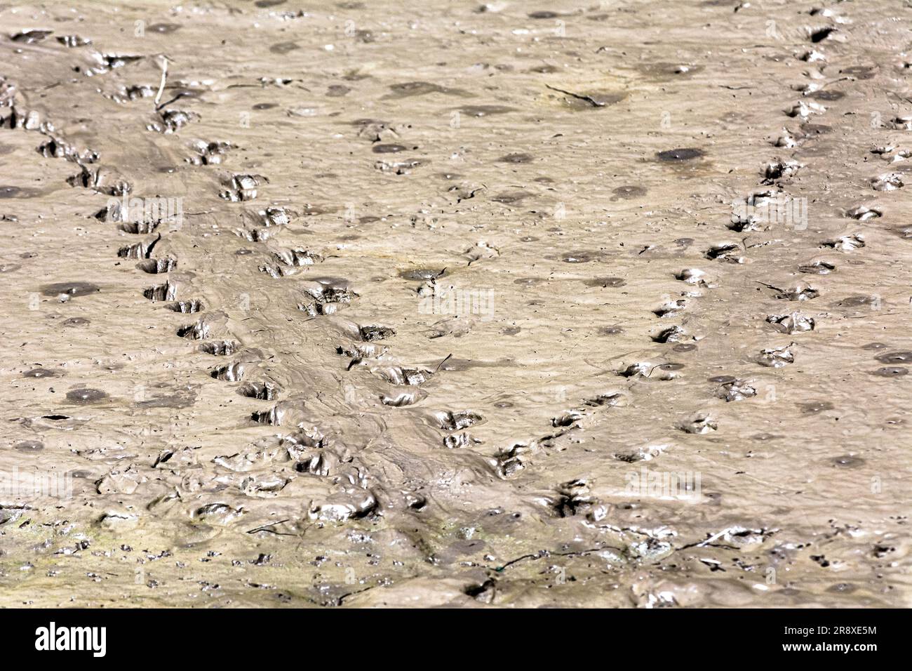 Bird tracks on the beach sand, in the Llobregat River Delta nature ...