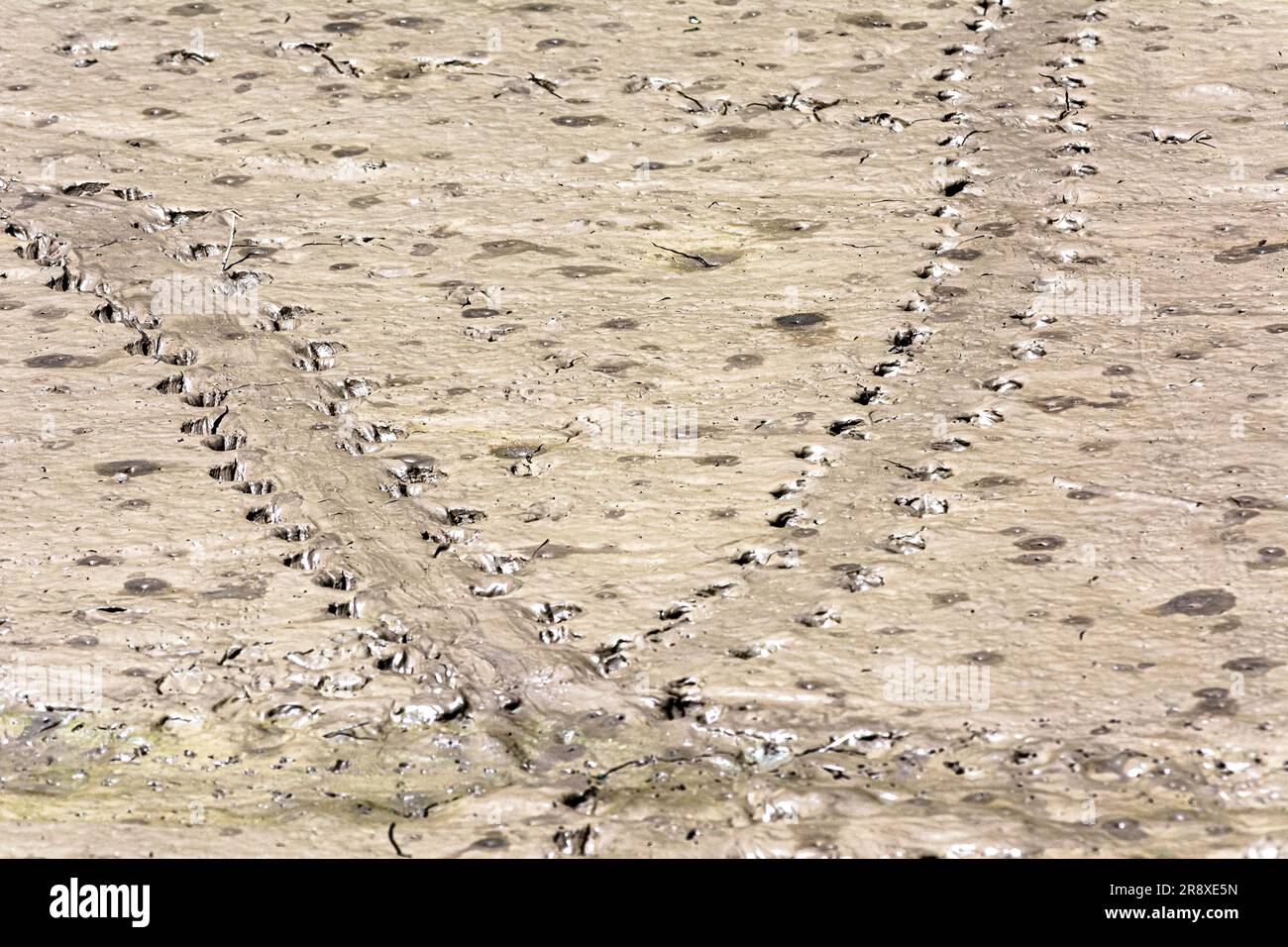 Bird tracks on the beach sand, in the Llobregat River Delta nature ...