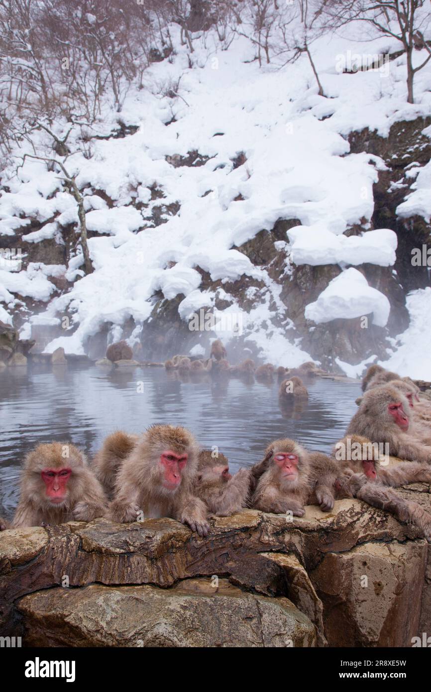 Jigokudani hi-res stock photography and images - Alamy