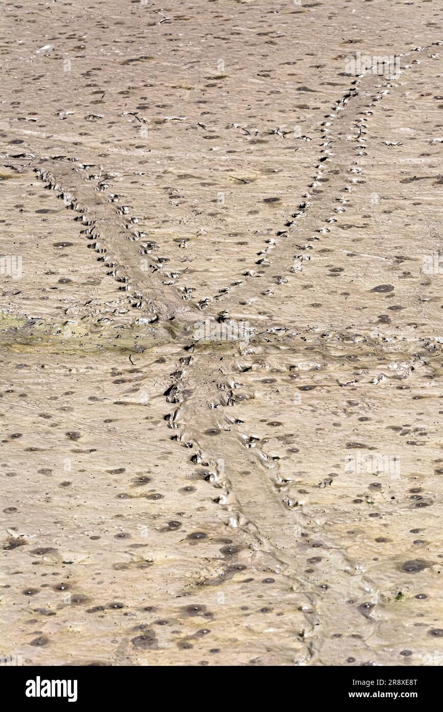 Bird tracks on the beach sand, in the Llobregat River Delta nature ...